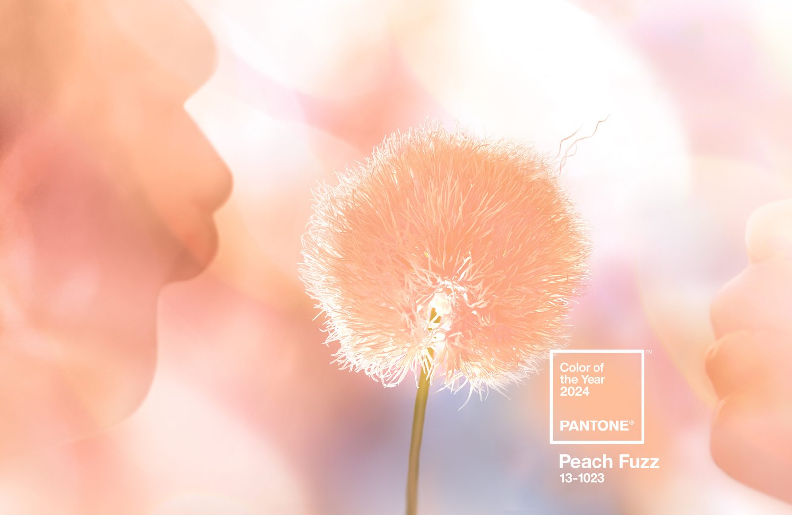 Pantone Introduces Pantone Color of the Year 2024: PANTONE 13-1023 ...